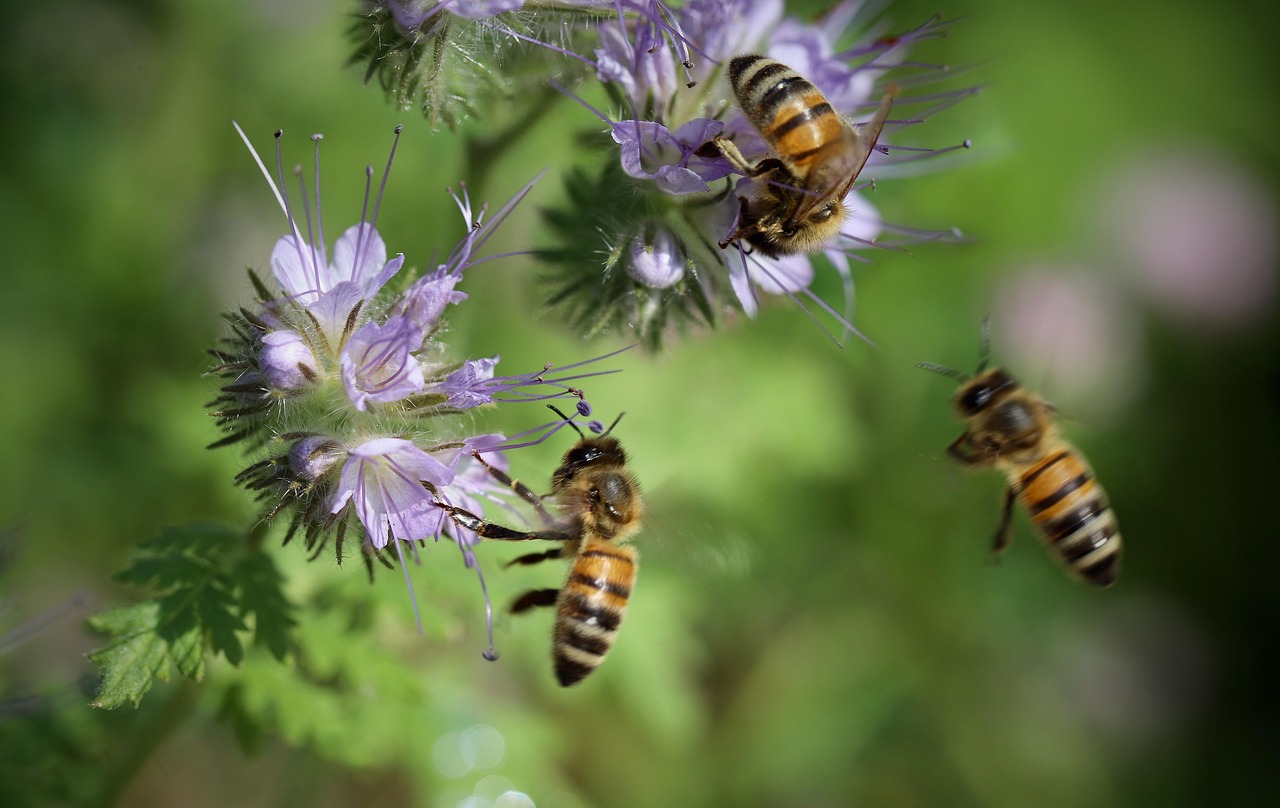 Who’s Buzzin’? Bees of the Carolinas - Outdoorosity