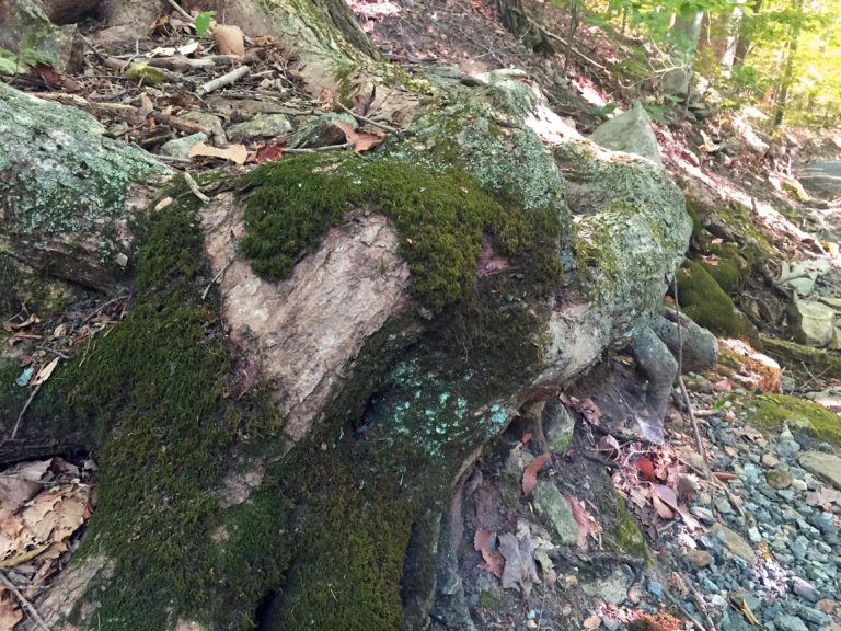 Activity for the Week: Photograph Hearts in Nature - Outdoorosity